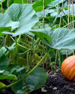 Comment planter et entretenir vos citrouilles