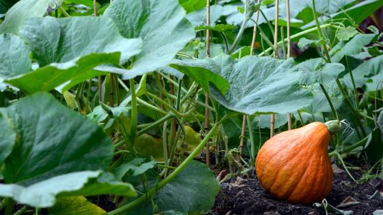 Quand récolter les citrouilles au jardin