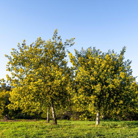 Vous saurez tout sur le mimosa ! - Conseil de jardinage