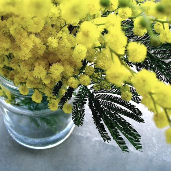 Vous saurez tout sur le mimosa ! - Conseil de jardinage