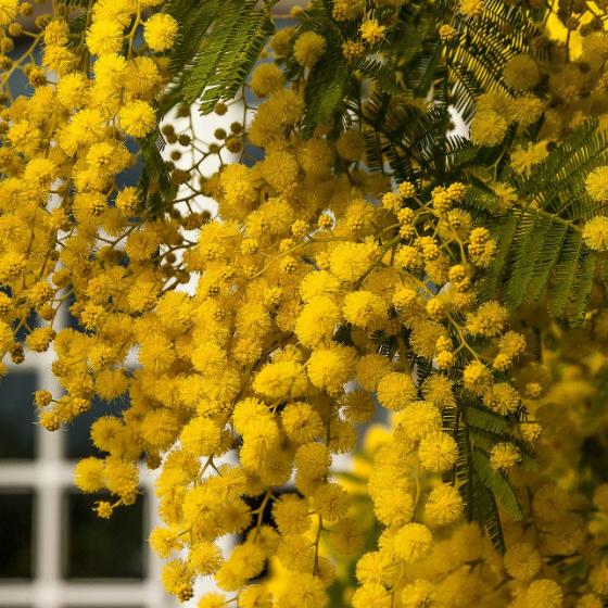 Vous saurez tout sur le mimosa ! - Conseil de jardinage