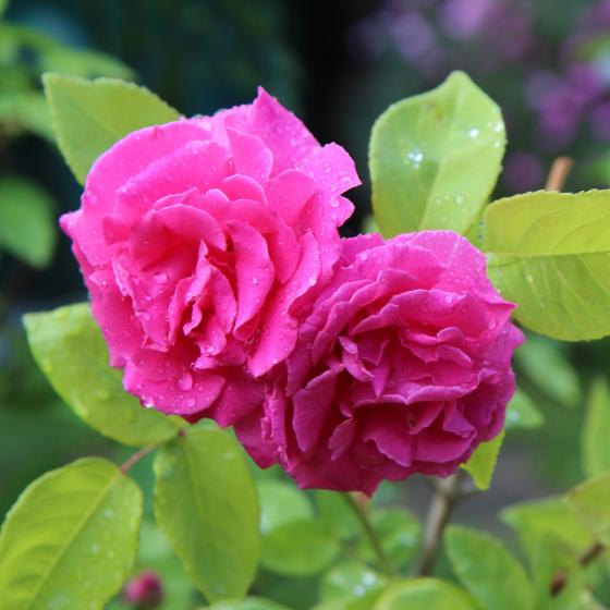 Entretenir un mini rosier en pot - Conseils de jardinage