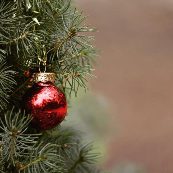 Tout savoir sur le sapin - Conseil de jardinage