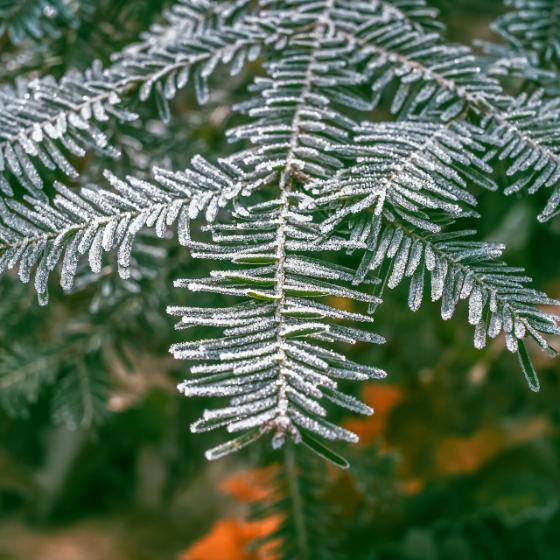 Tout savoir sur le sapin - Conseil de jardinage