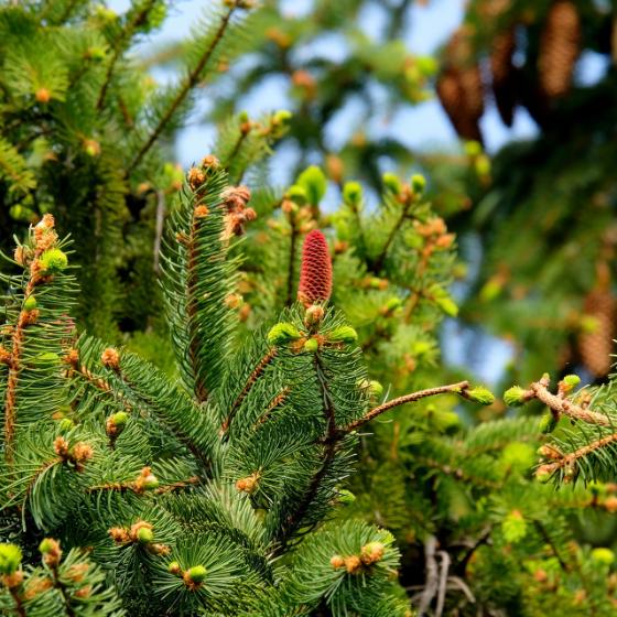 Tout savoir sur le sapin - Conseil de jardinage