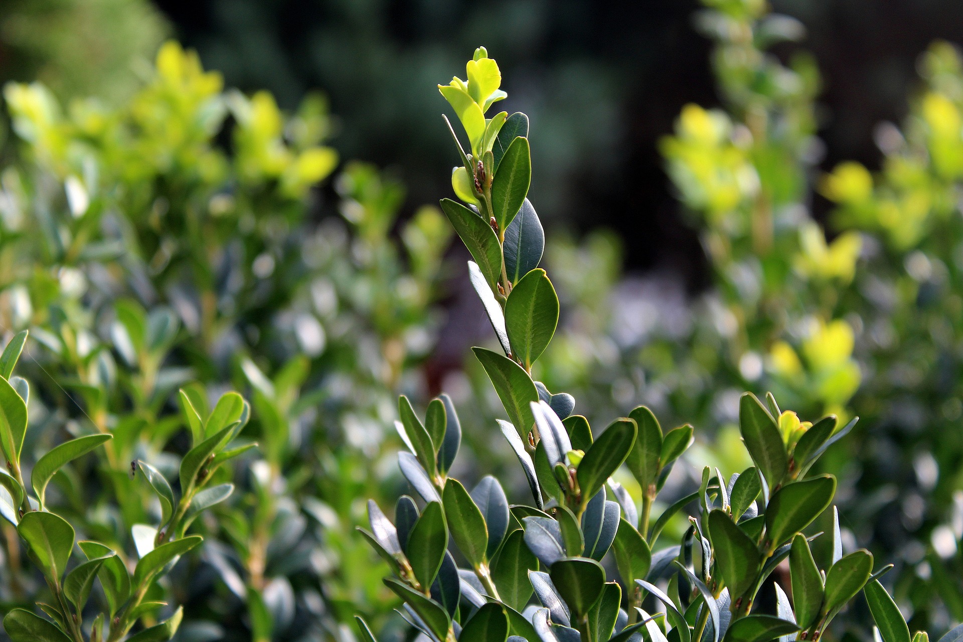 Comment éviter la maladie du buis ? - Conseil de jardinage